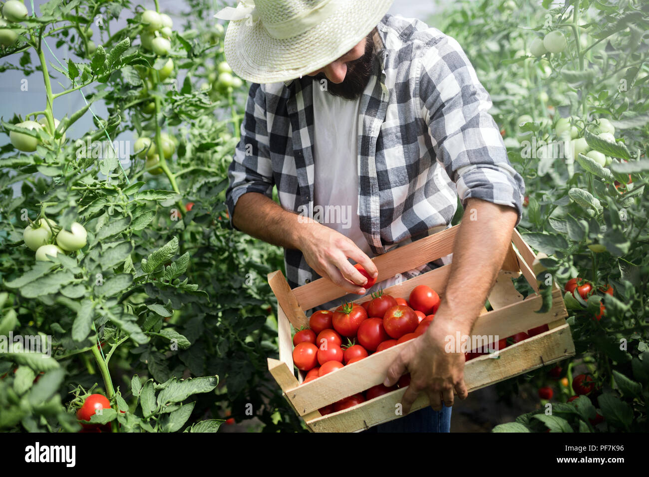Male farmer picking fresh tomatoes from his hothouse garden Stock Photo ...