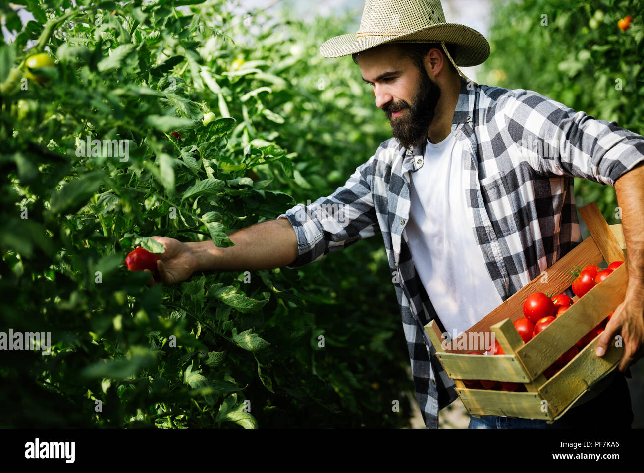 Male farmer picking fresh tomatoes from his hothouse garden Stock Photo - Alamy