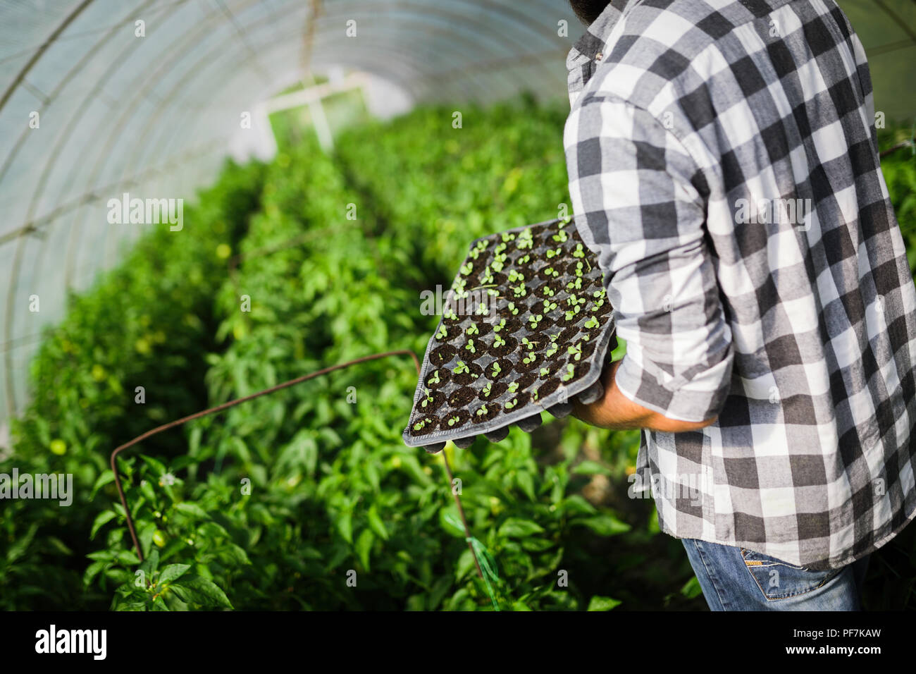 Farmer planting young seedlings in a greenhouse Stock Photo - Alamy