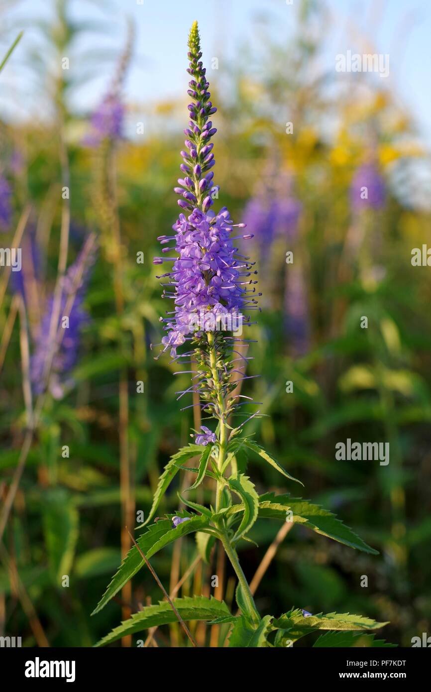 Spiked speedwell on the evening sunlight Stock Photo - Alamy