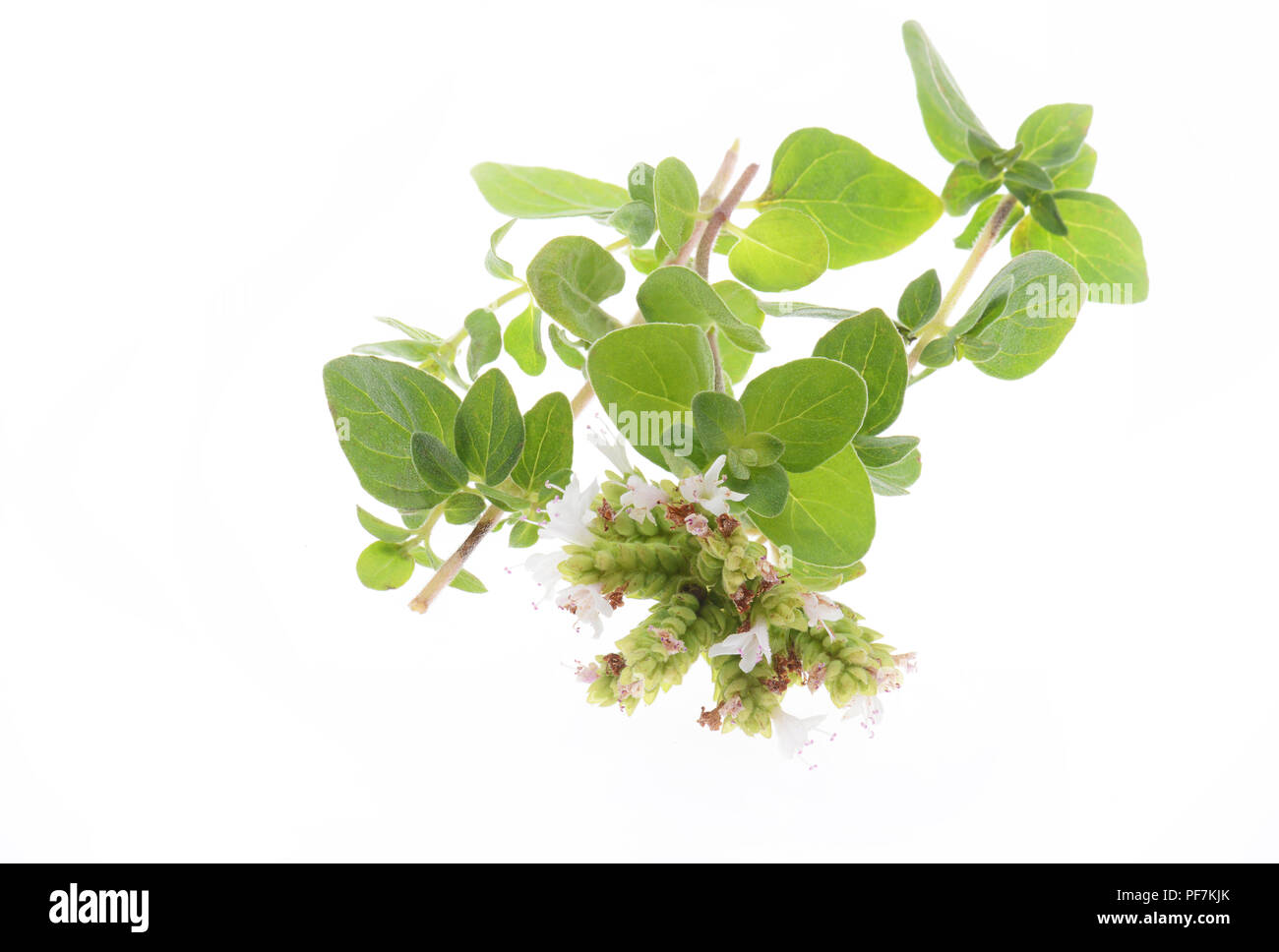 Fresh oregano isolated on a white background Stock Photo - Alamy