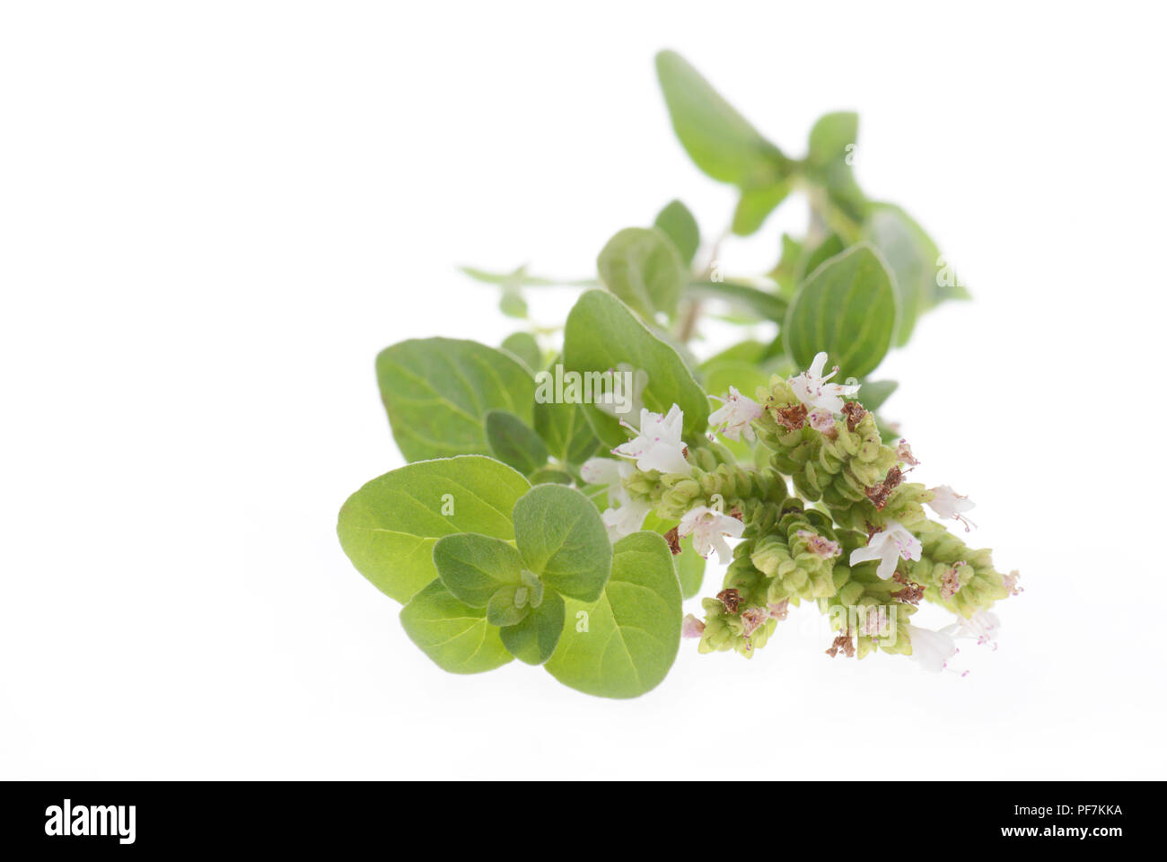 Fresh oregano isolated on a white background Stock Photo - Alamy