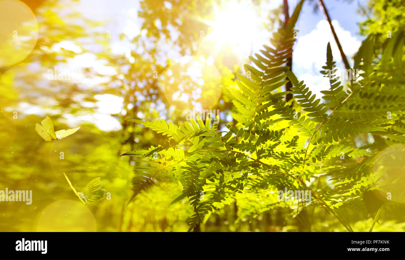 September sunny hi-res stock photography and images - Alamy