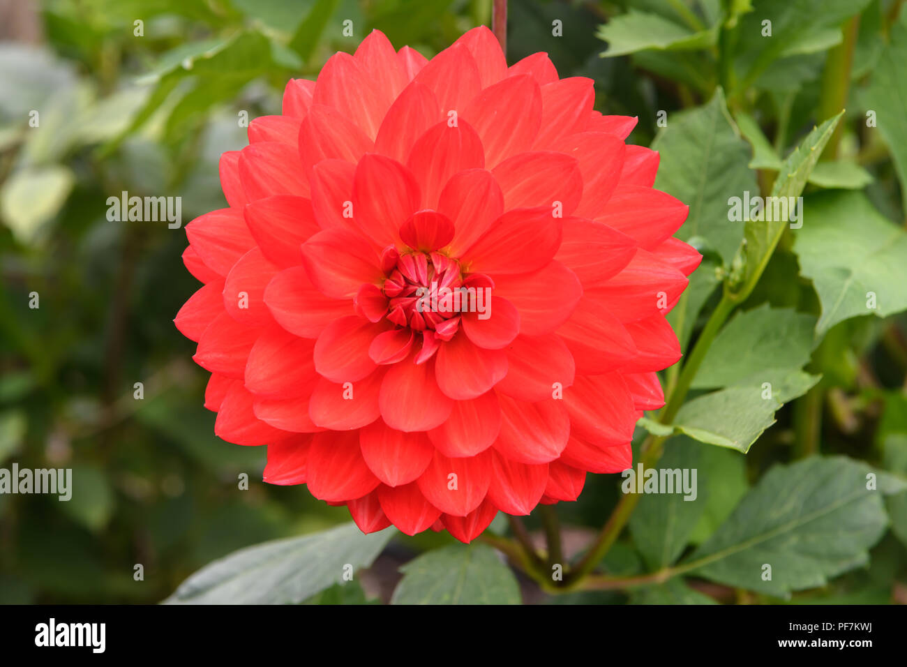 Picture of dahlia hi-res stock photography and images - Alamy