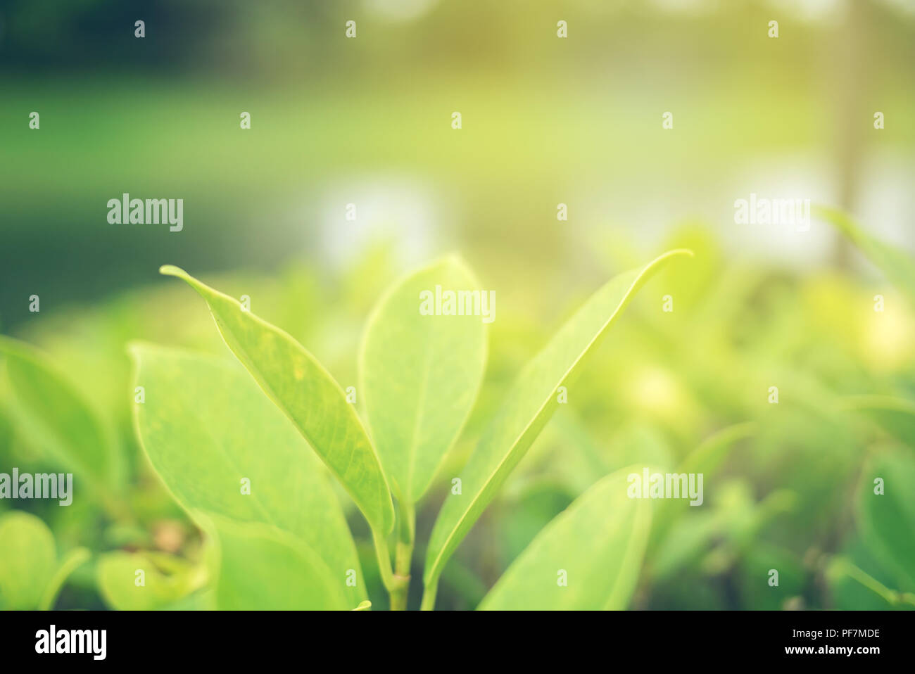 Green leaf soft focus with closeup in nature view on blurred greenery ...