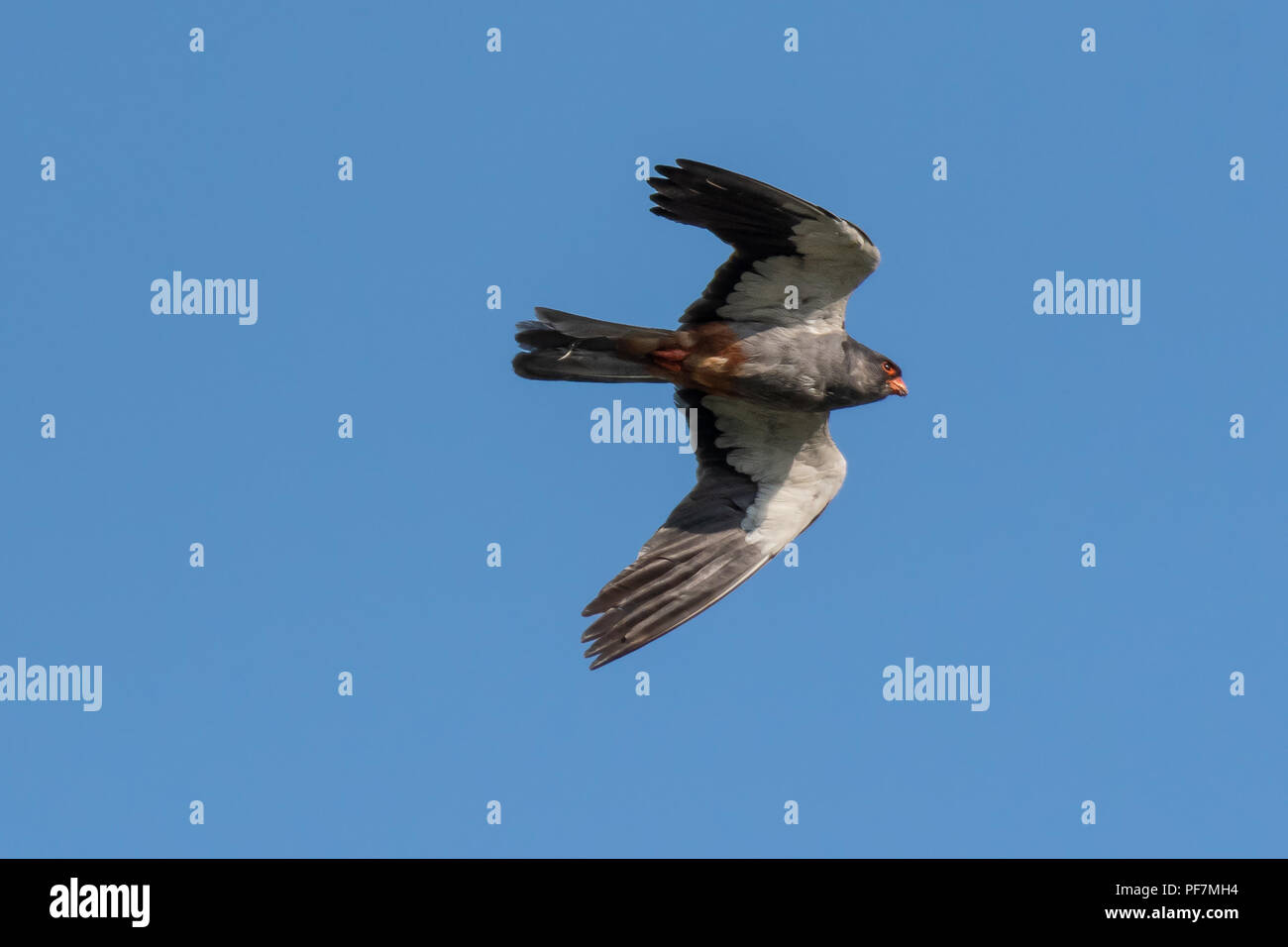 Amur falcon male Stock Photo - Alamy