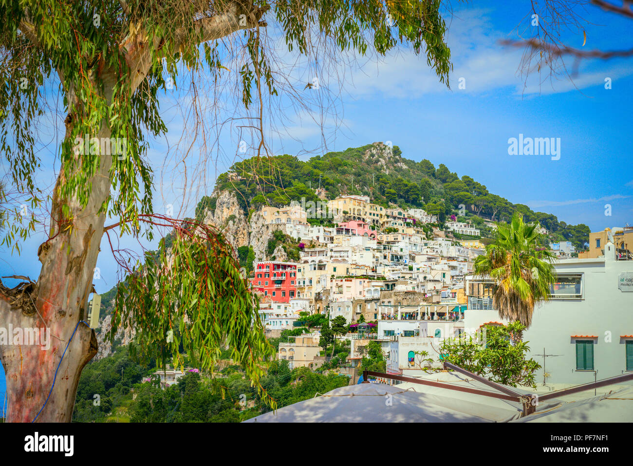 Palm trees capri hi-res stock photography and images - Alamy