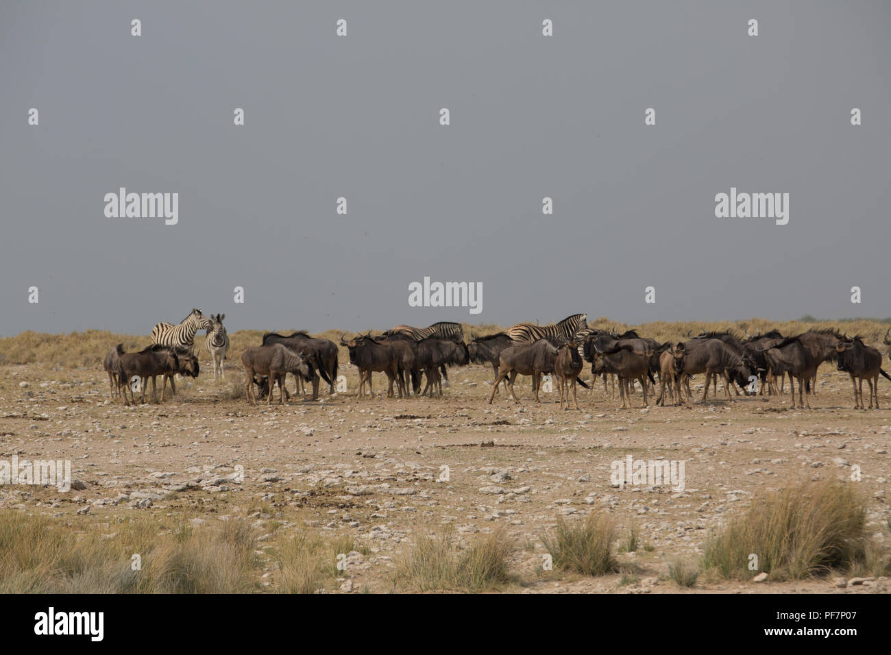Cow in desert grassland hi-res stock photography and images - Alamy