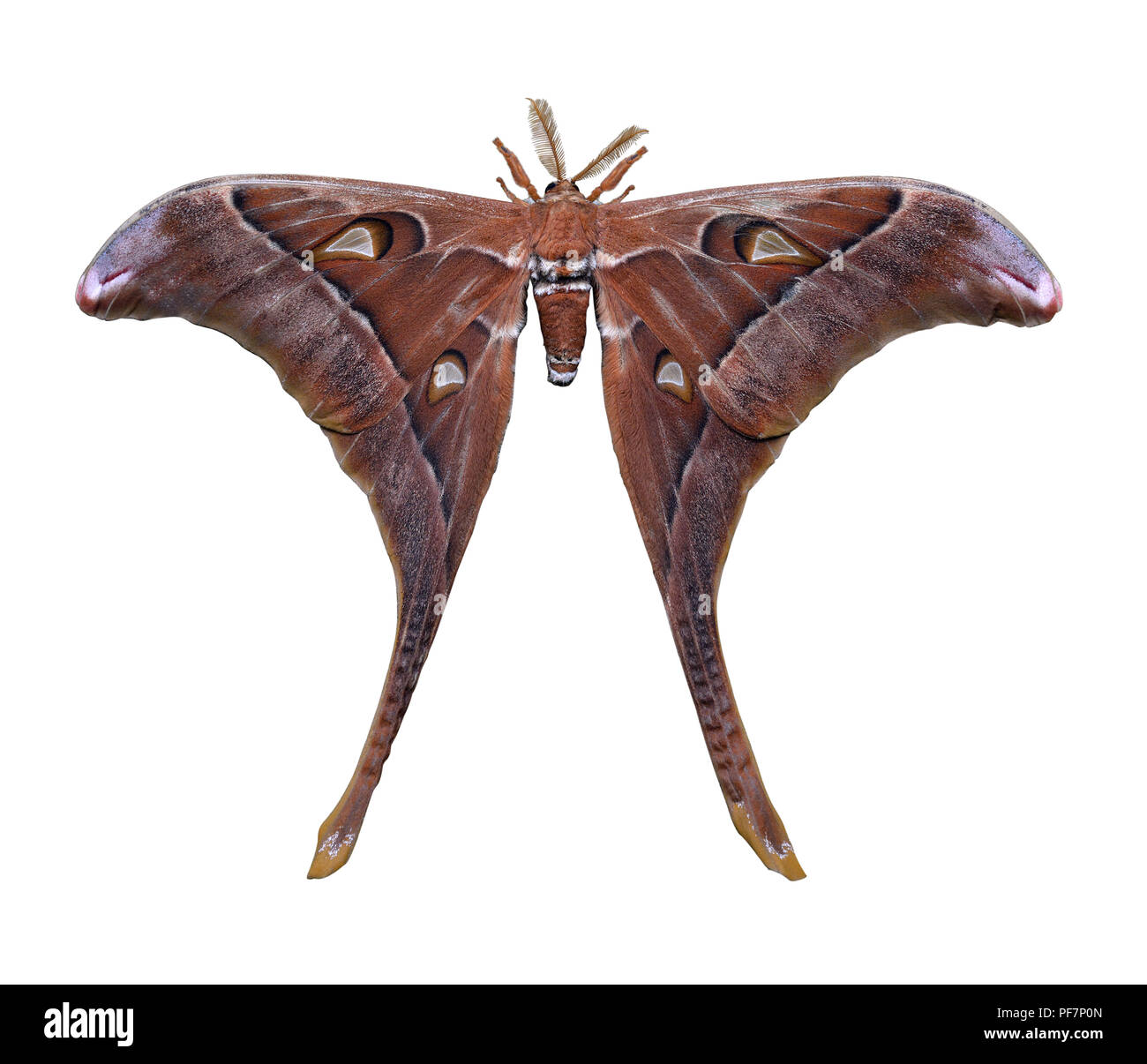 Hercules Moth Cut Out Stock Images & Pictures - Alamy