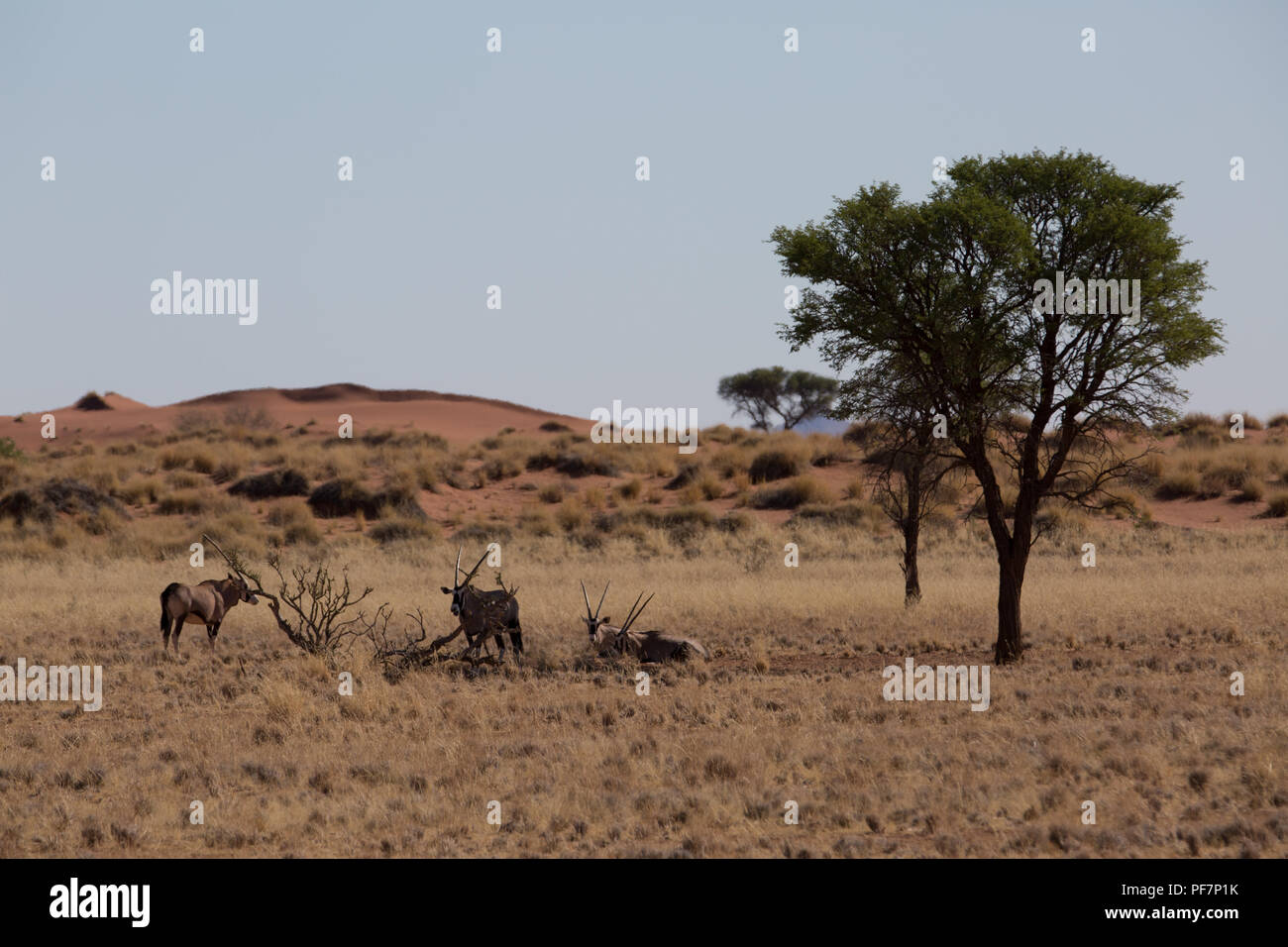some antelope eating in the savanna of africa in the wild nature Stock ...