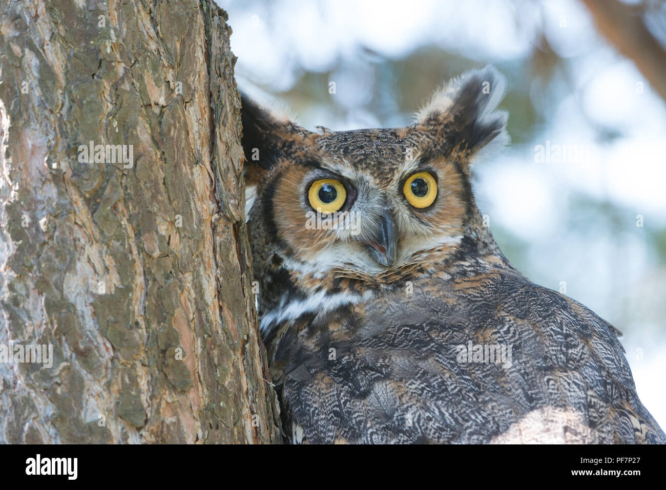 Great horned owl and feather hi-res stock photography and images - Alamy