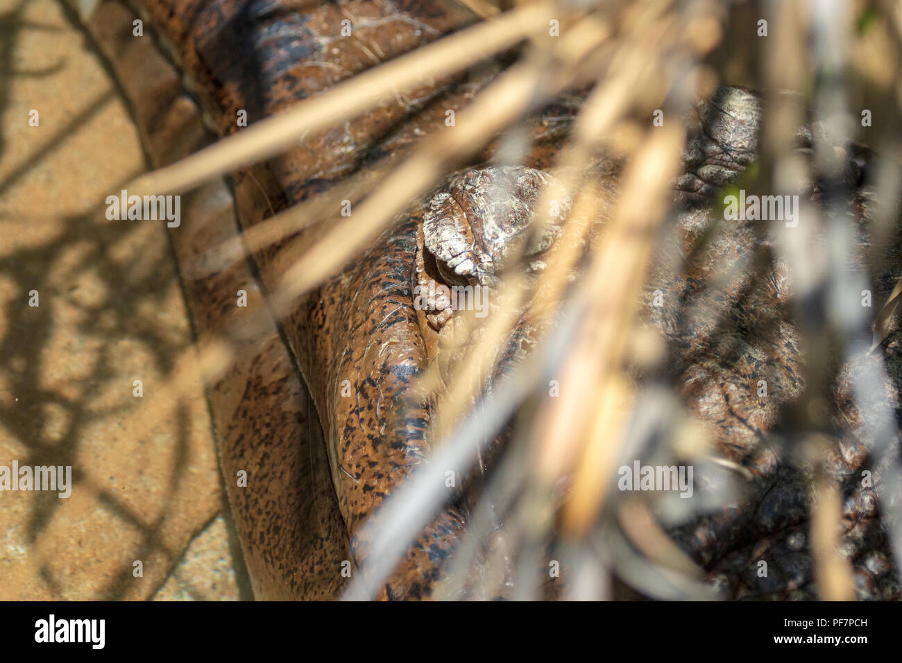Tomistoma - Tomistoma schlegelii - Also known as a False Gharial ...
