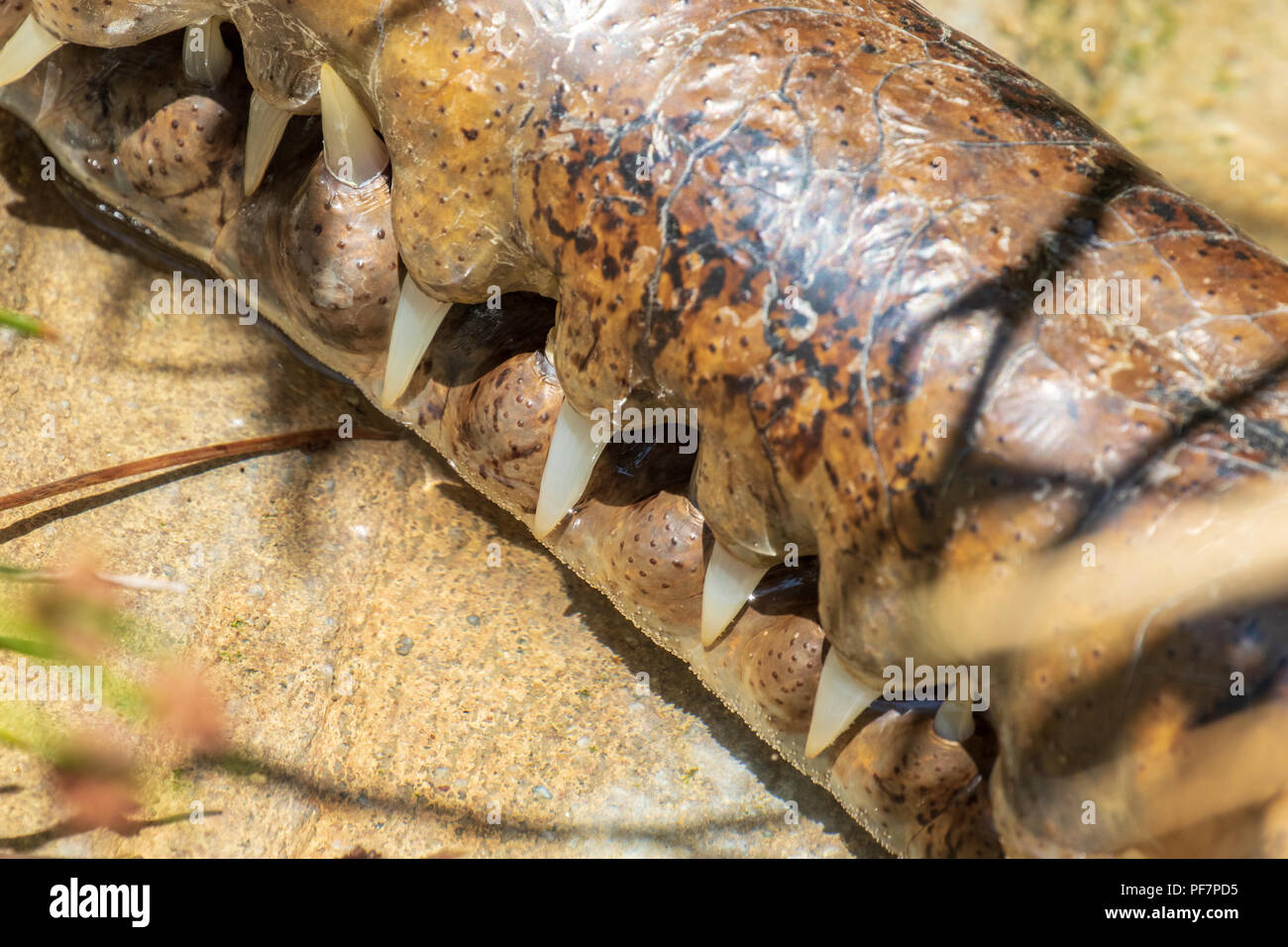 Tomistoma - Tomistoma schlegelii - Also known as a False Gharial ...