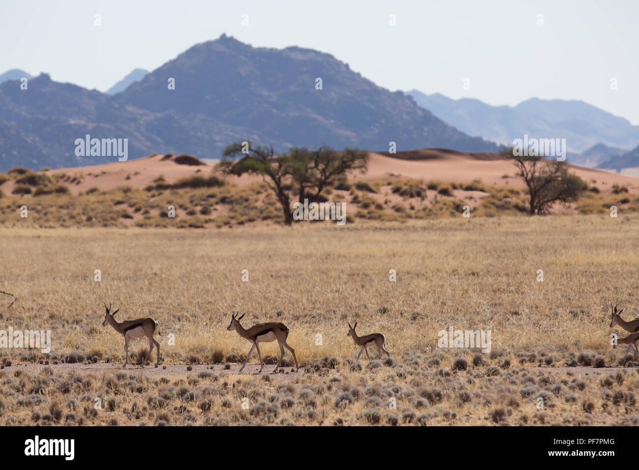 some antelope eating in the savanna of africa in the wild nature Stock ...