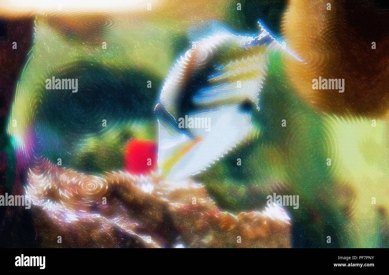 Original photograph, taken in the fish aquarium section of a local pet ...