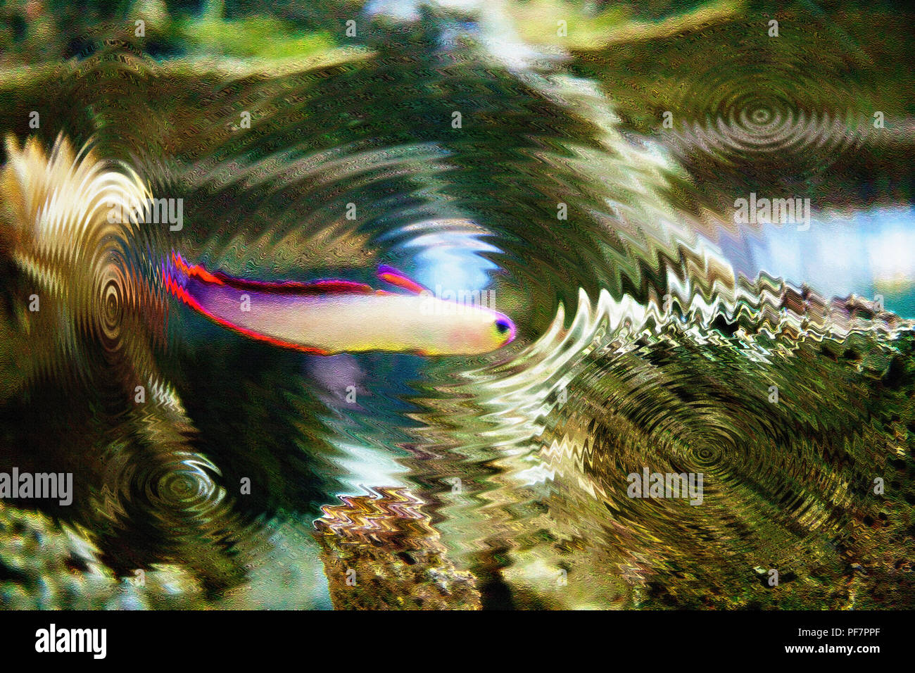 Pet store fish tanks hi-res stock photography and images - Alamy