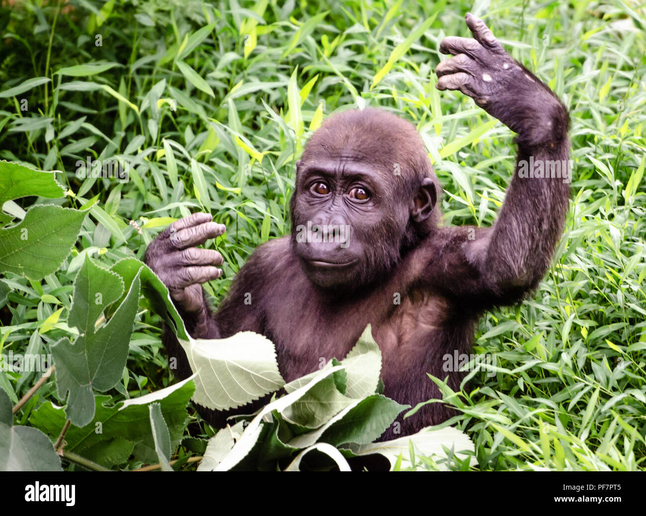 Baby Gorilla Playing Stock Photos & Baby Gorilla Playing Stock Images ...