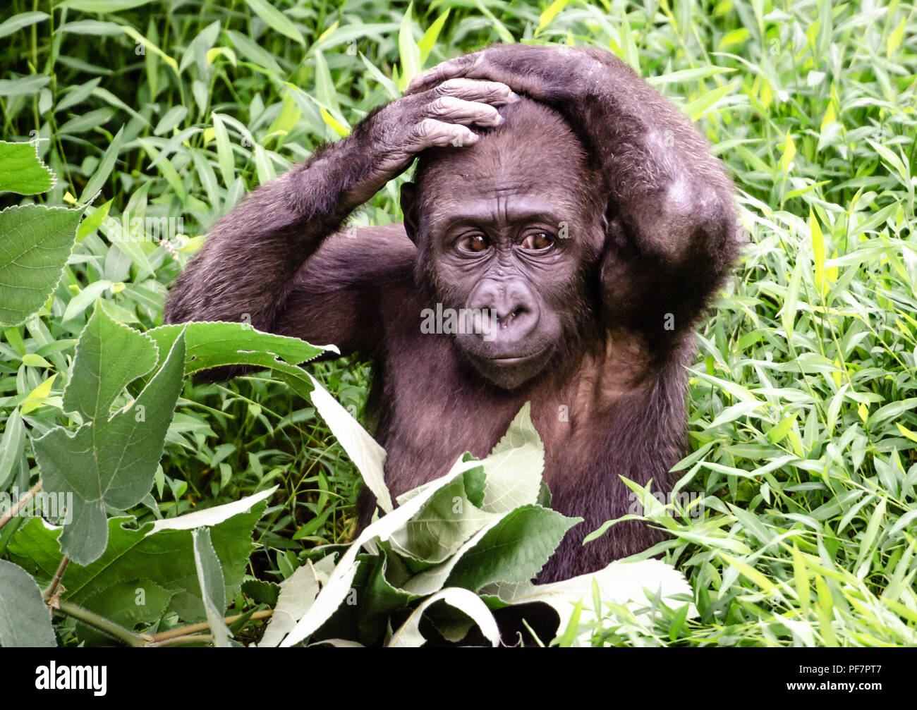 Baby gorilla playing hi-res stock photography and images - Alamy