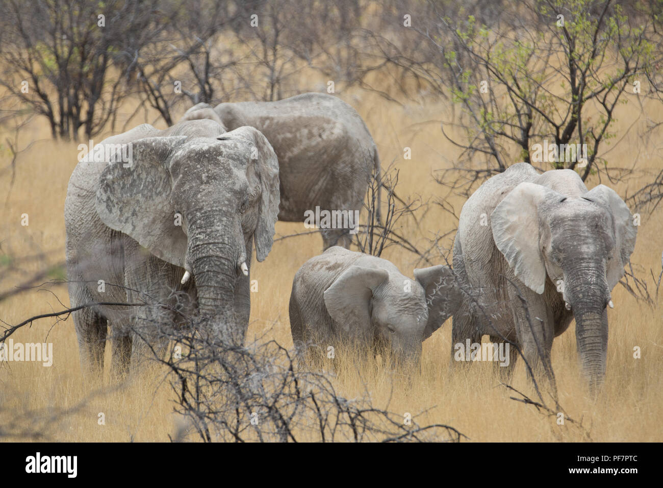 a big elephant family in africa is walking around for eating and ...
