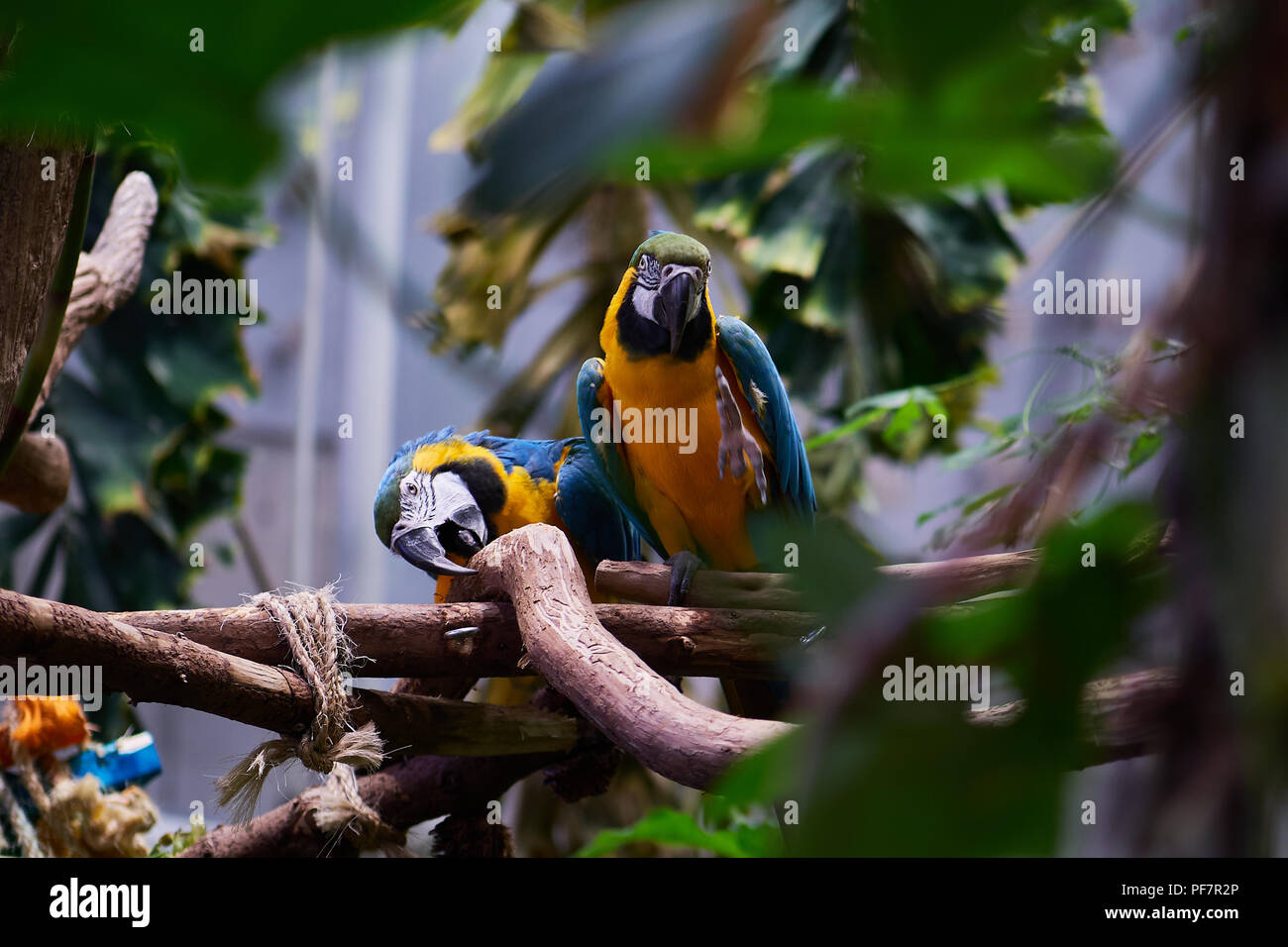 Parrot meeting hi-res stock photography and images - Alamy