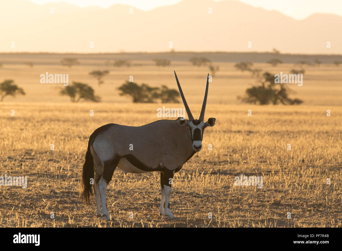 some antelope eating in the savanna of africa in the wild nature Stock ...