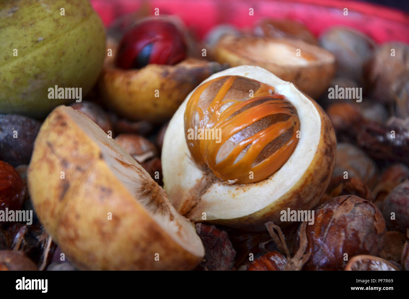 Sectional view of ripe colorful nutmeg fruit Stock Photo - Alamy