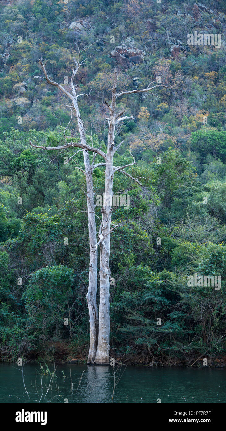Standing dying trees hi-res stock photography and images - Alamy