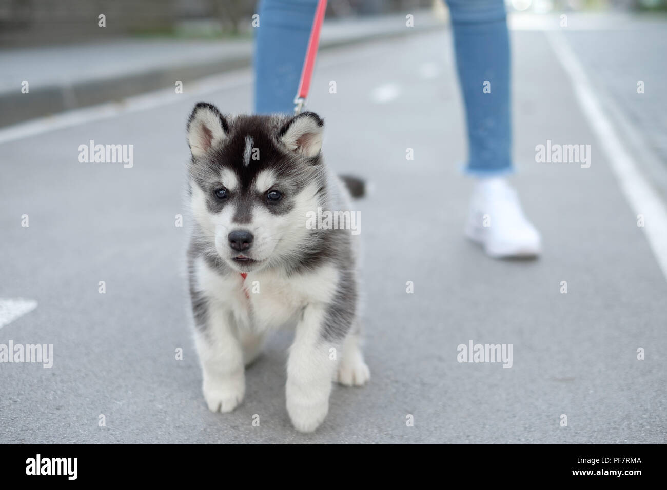 Siberian husky dog with collar hi-res stock photography and images - Alamy