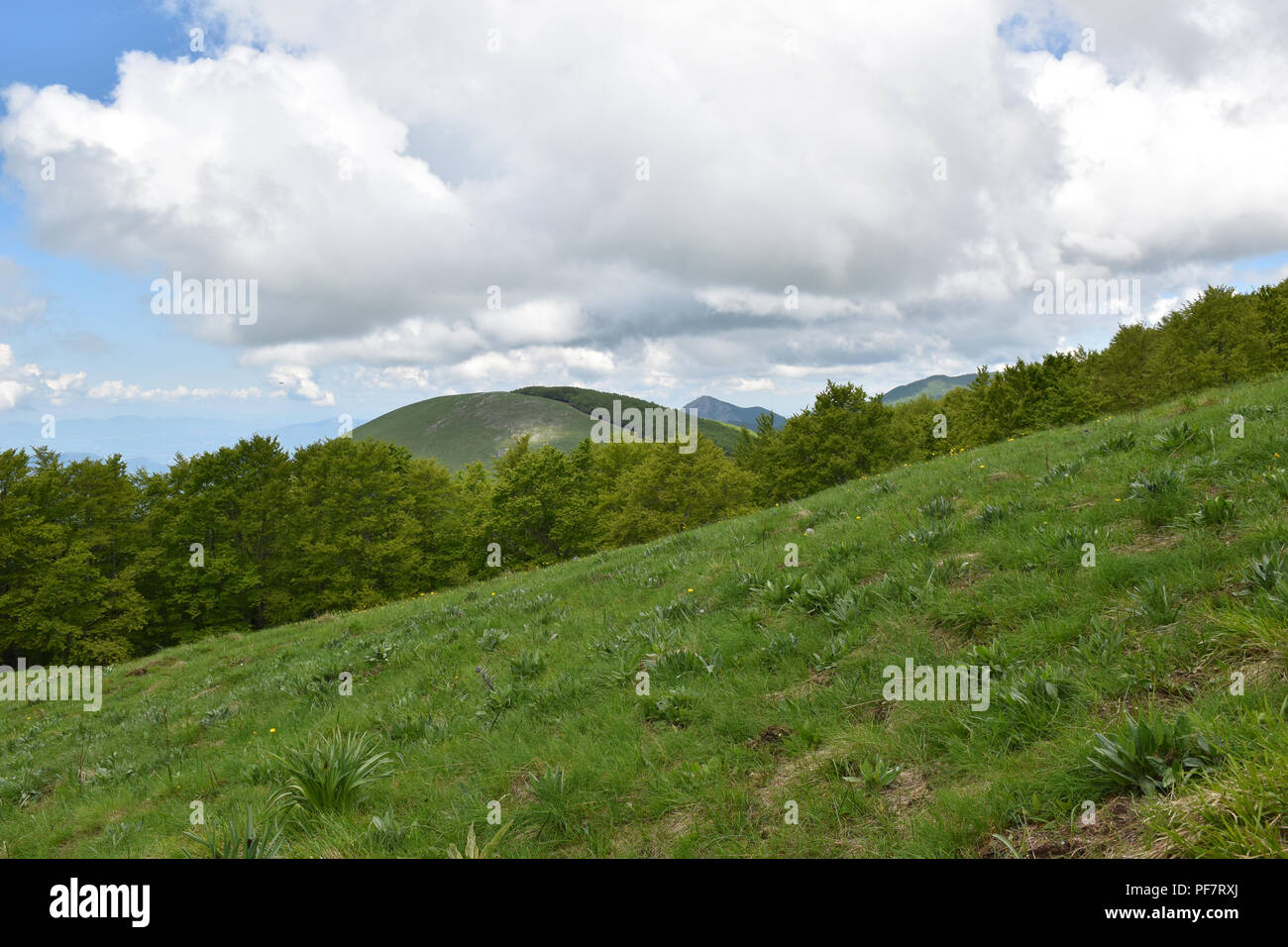 Hill view mountains and trees Stock Photo - Alamy