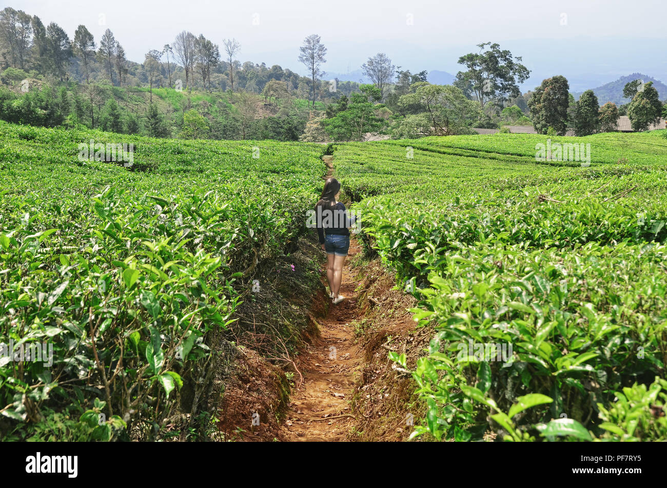Girl walks in the middle of tea plantation, Subang, West Java Stock ...