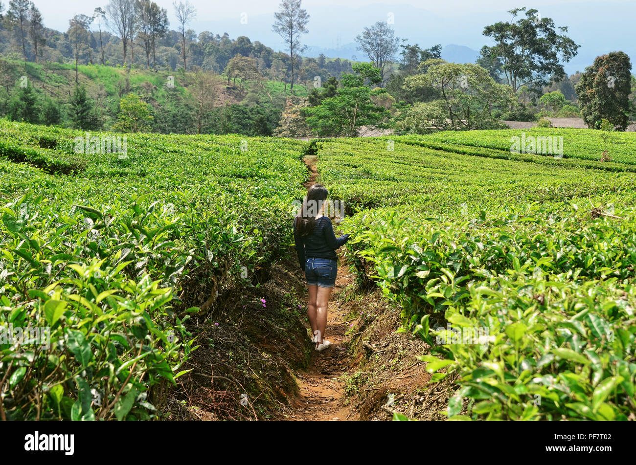 Girl walks in the middle of tea plantation, Subang, West Java Stock ...
