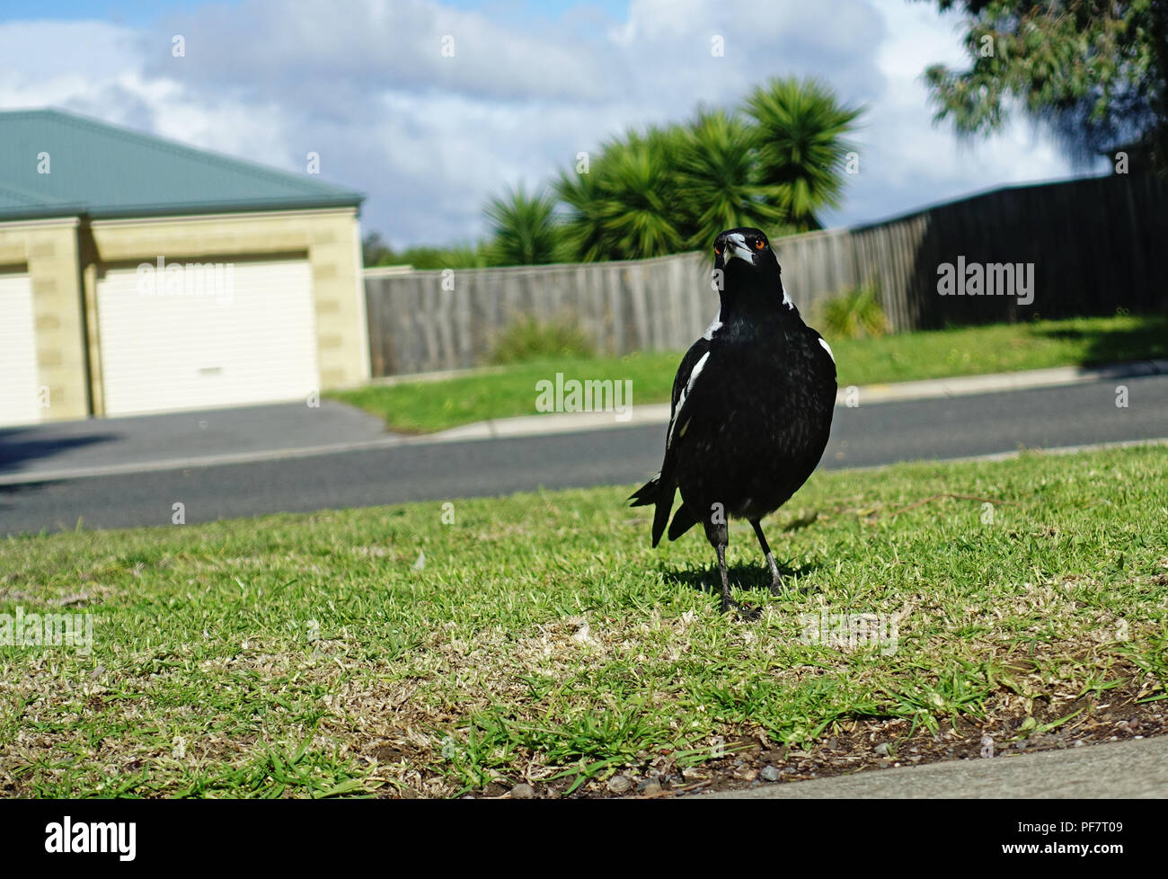 Australian magpie swooping hi-res stock photography and images - Alamy