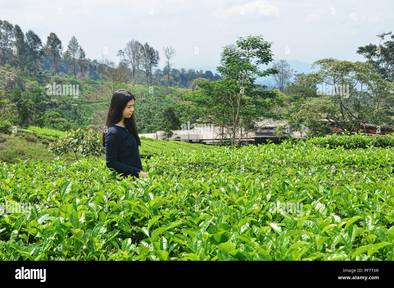 Girl walks in the middle of tea plantation, Subang, West Java Stock ...