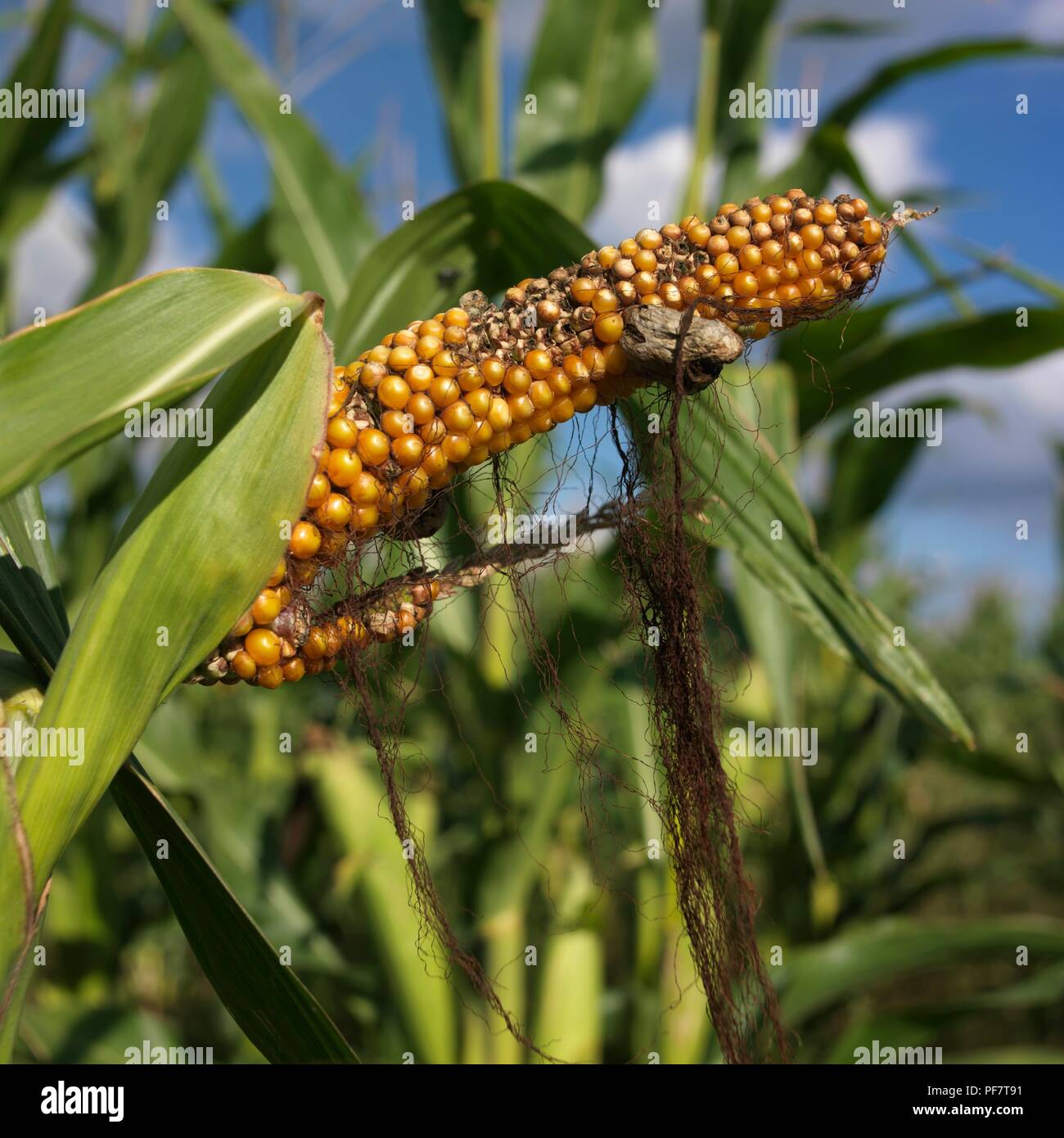 Corn field closeup hi-res stock photography and images - Alamy
