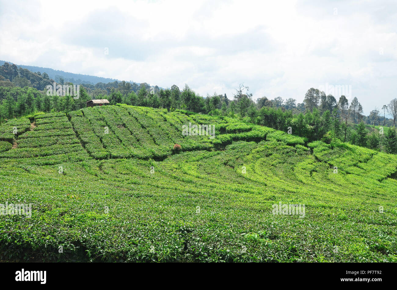 Green hill of tea plantation in Subang, West Java Stock Photo - Alamy