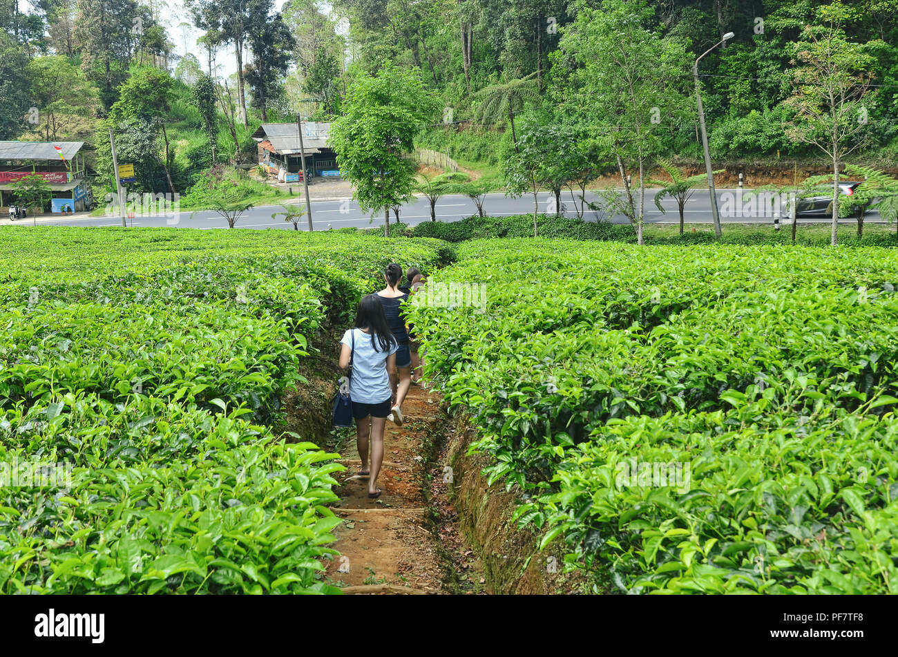 Group of people walk in the middle of tea plantation Stock Photo - Alamy