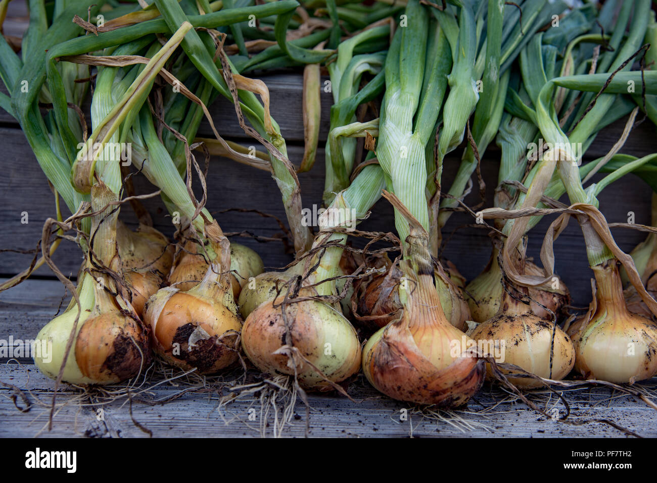Wild Onions Stock Photos & Wild Onions Stock Images - Alamy
