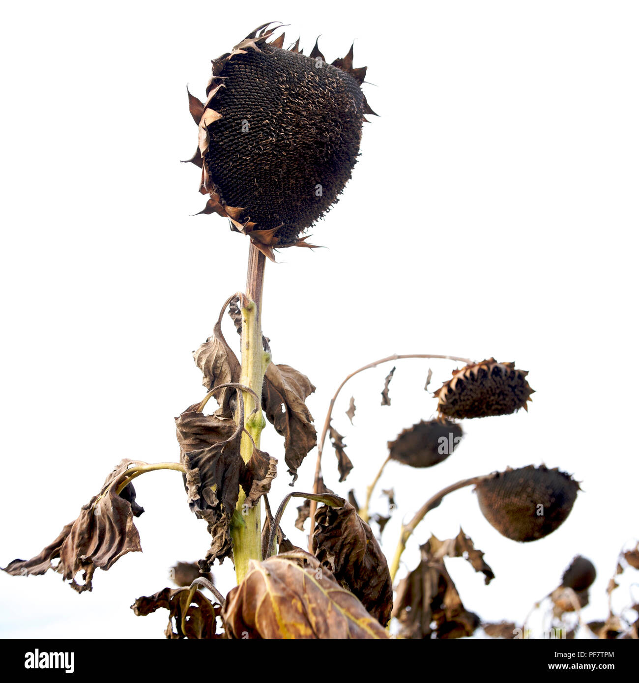 Closeup shot withered flower hi-res stock photography and images - Alamy