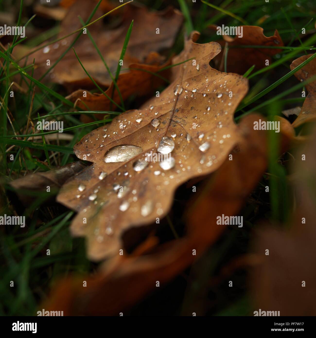 Closeup high angle shot of autumn leaves with dew on top on the grass ...