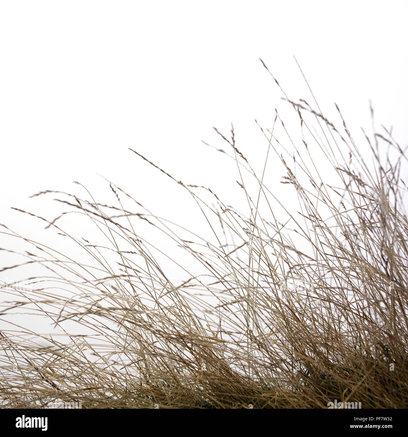 High temperature of plant hi-res stock photography and images - Alamy