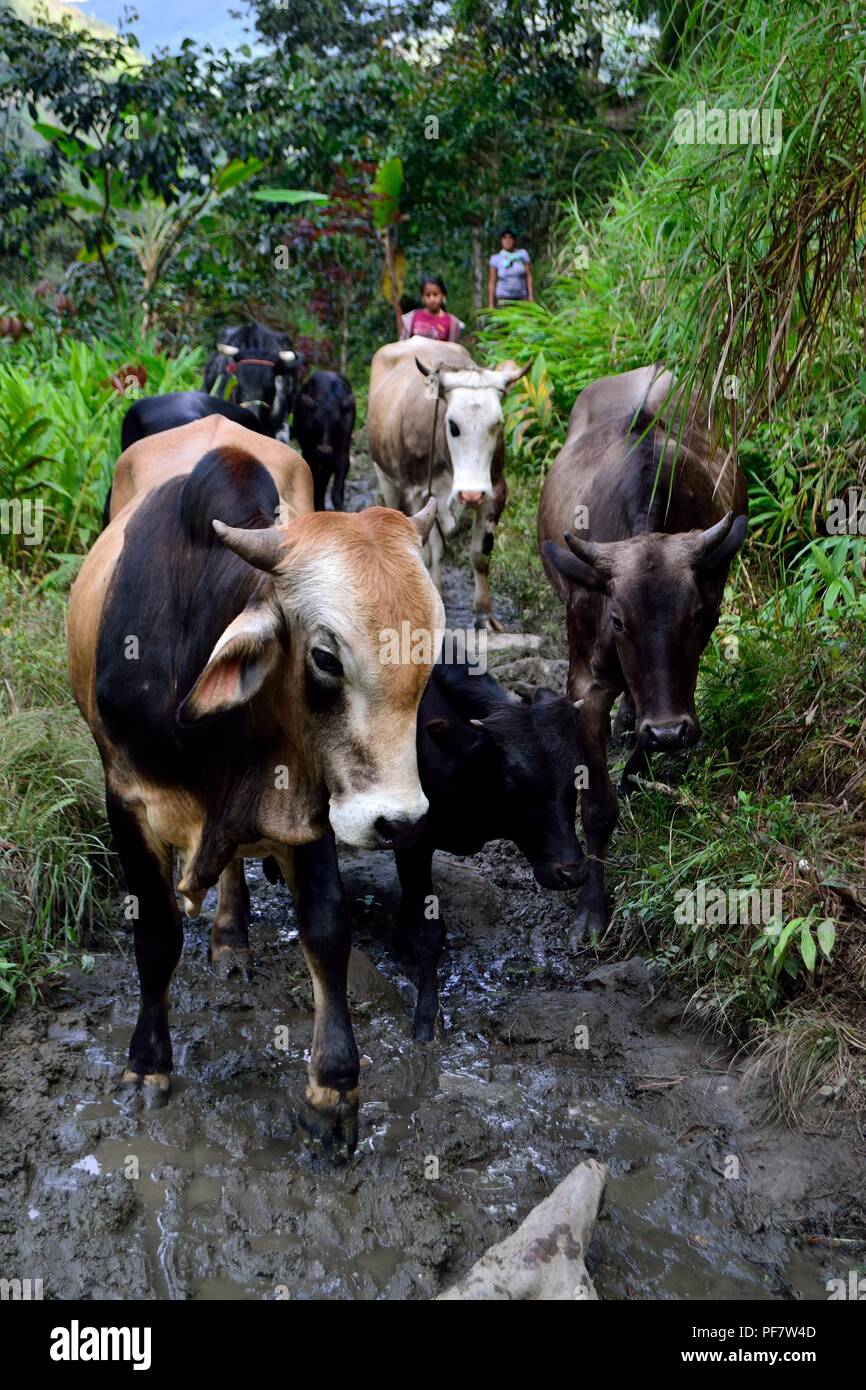 Farmers with cows latin america hi-res stock photography and images - Alamy
