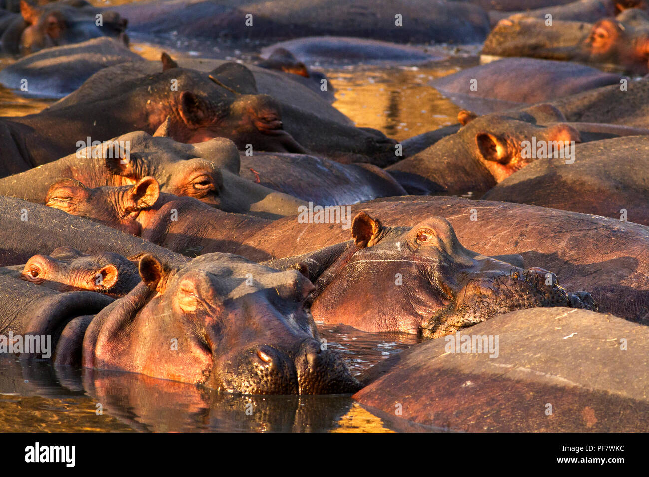 As the dry season progresses and the Katuma River dries up the hippo ...