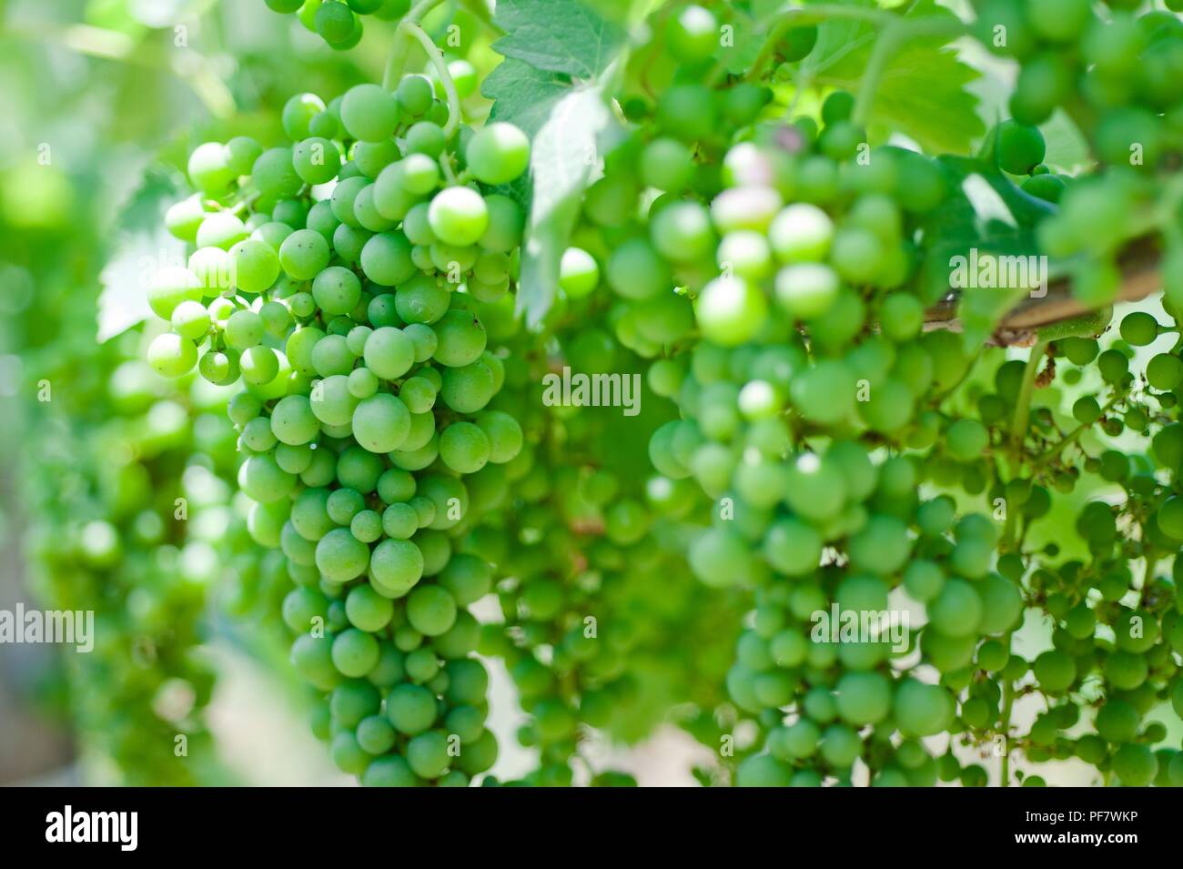 Green Grapes Garden