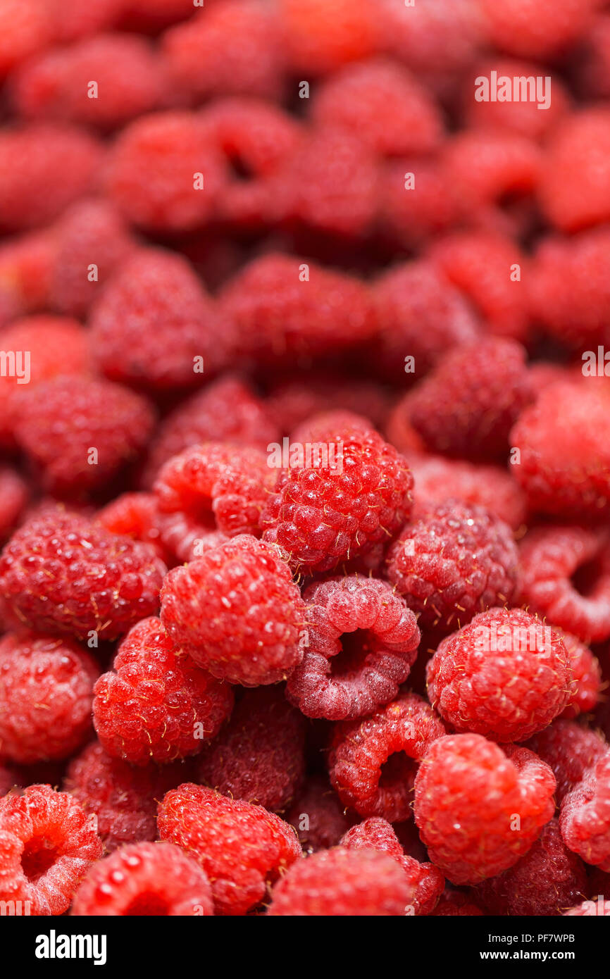 Close up view of fresh red ripe raspberries, nature vitamins Stock ...