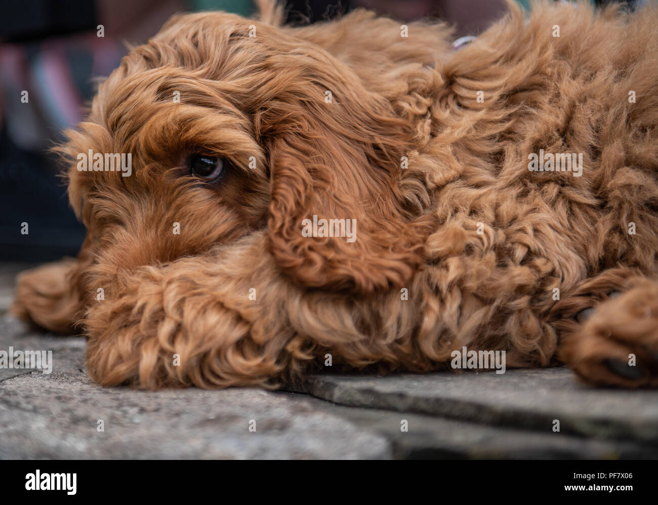 Domestic activities hi-res stock photography and images - Alamy