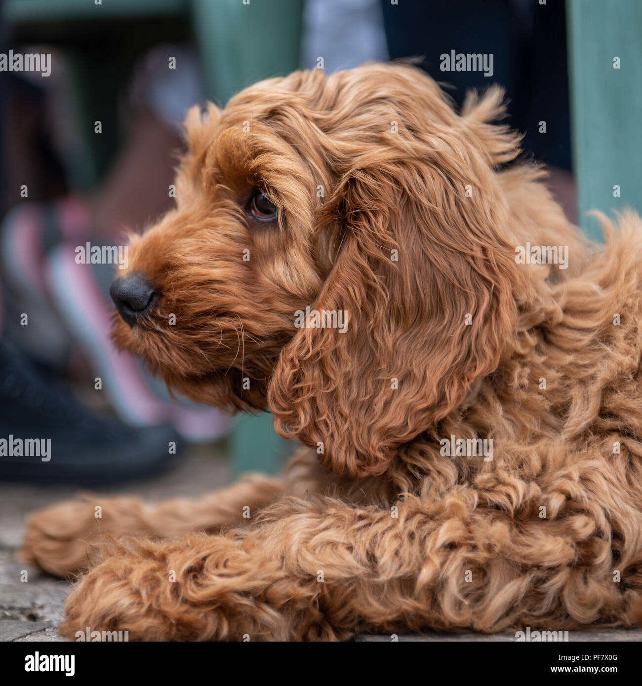 Domestic activities hi-res stock photography and images - Alamy