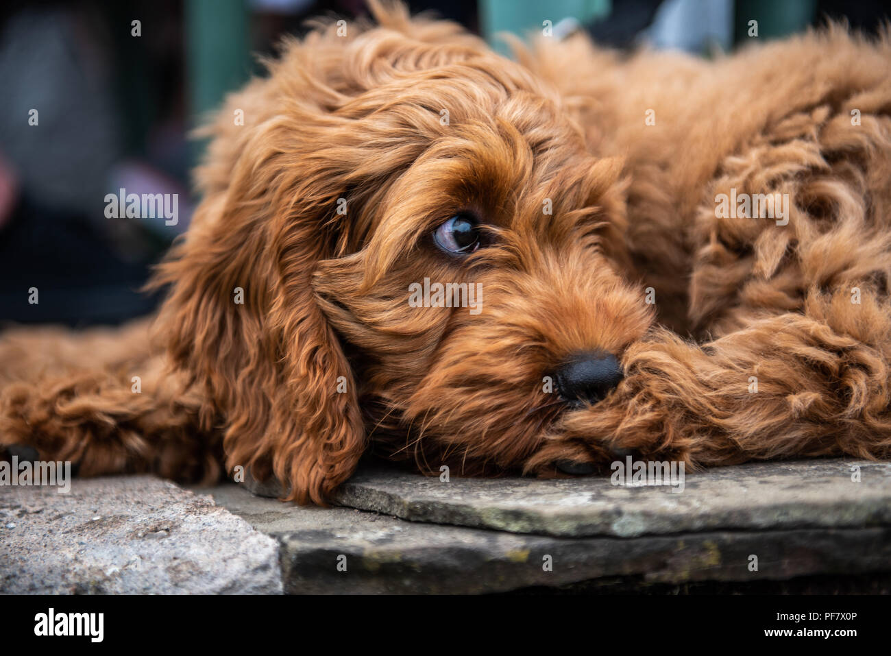 Cockerpoo Puppy High Resolution Stock Photography and Images - Alamy