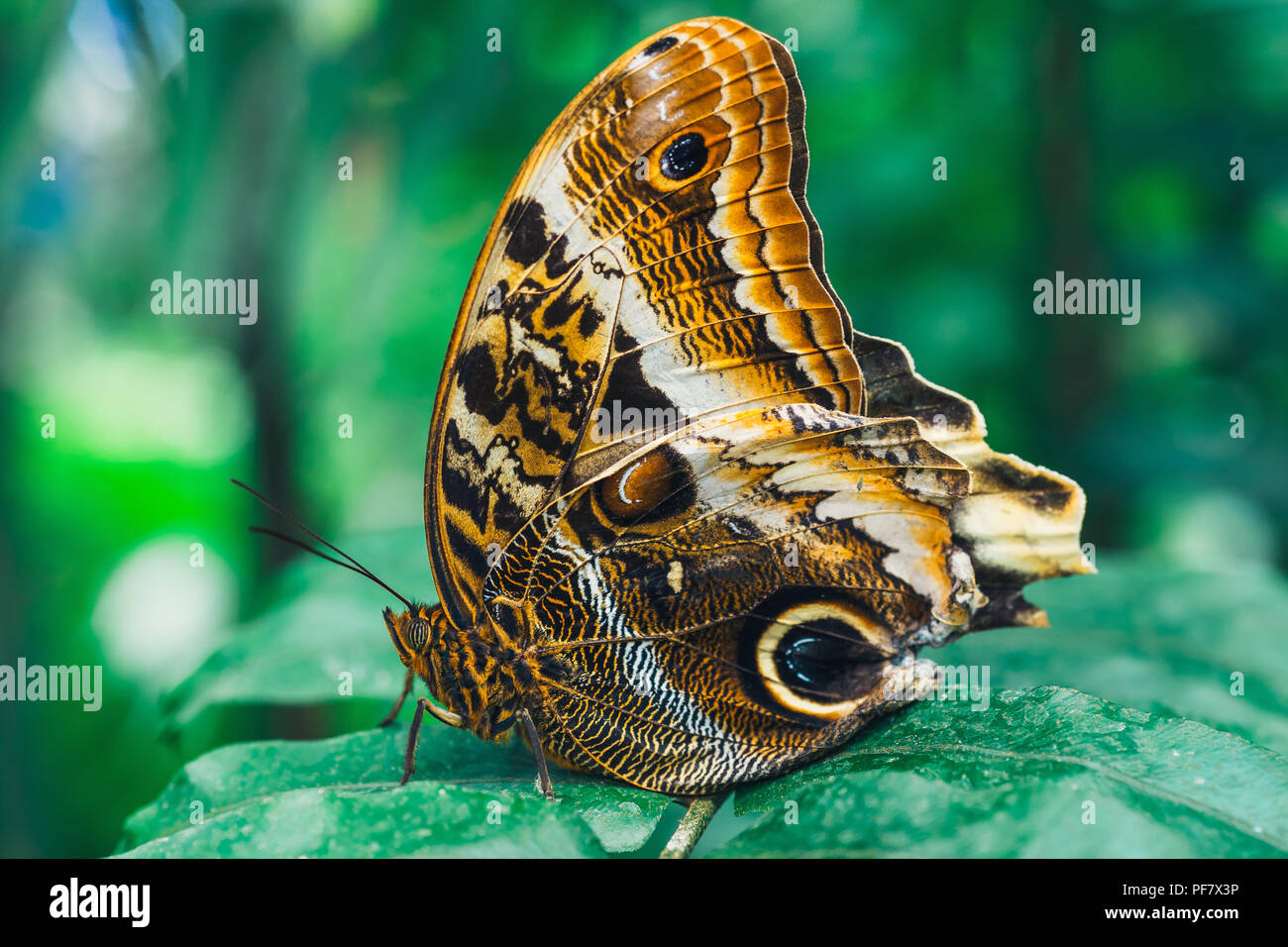 Memmon hi-res stock photography and images - Alamy