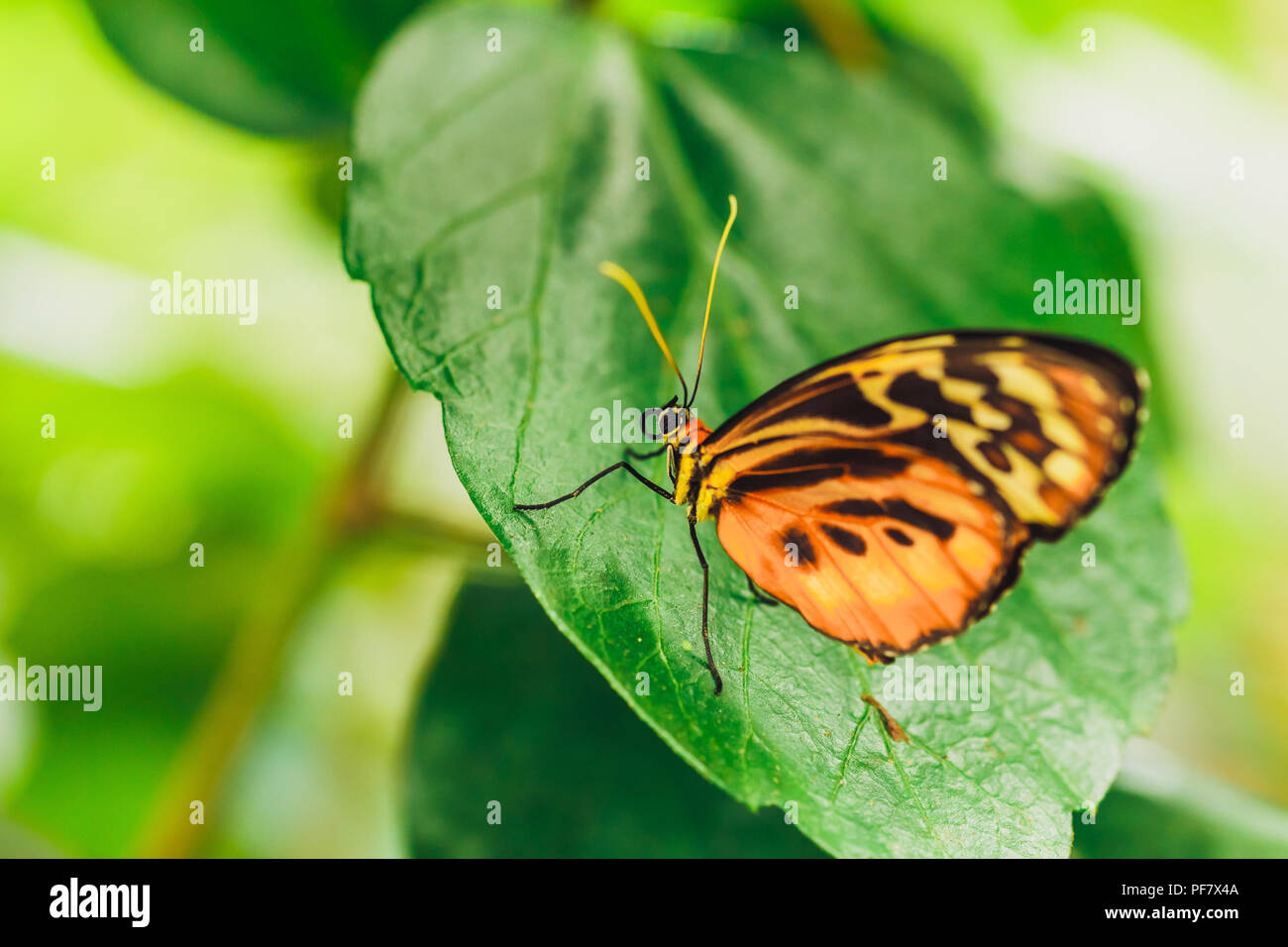 An African Monarch butterfly perched on green leaf with a smooth green ...