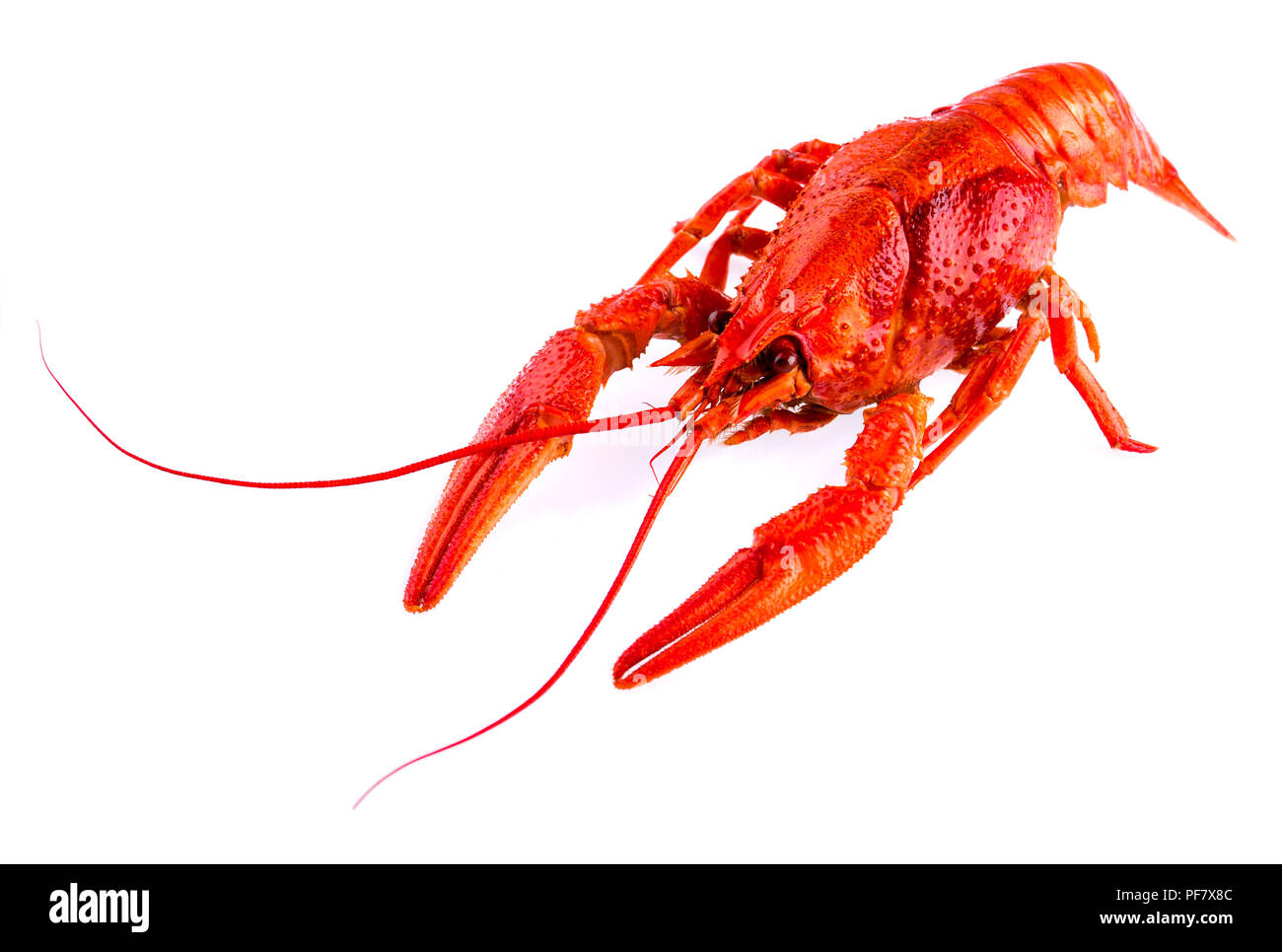a red crayfish isolated on white, close-up, macro Stock Photo - Alamy